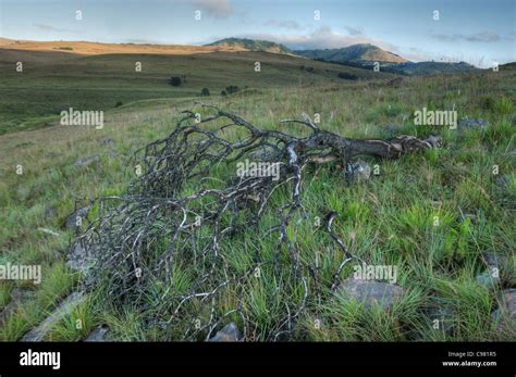 Scenic Highveld Landscape With Dead Tree And Small Protea Bush Stock