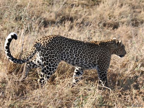 big five-leopard : Story of Africa