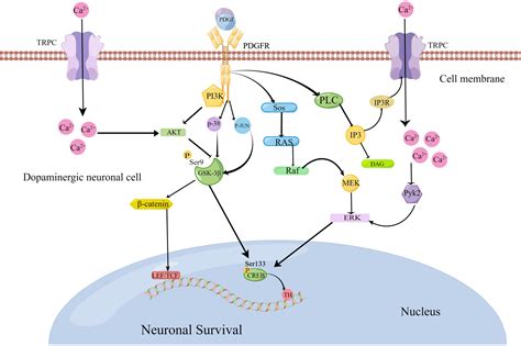 Frontiers Insights Into The Role Of Platelet Derived Growth Factors Implications For