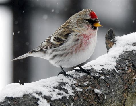 雀科 eBird
