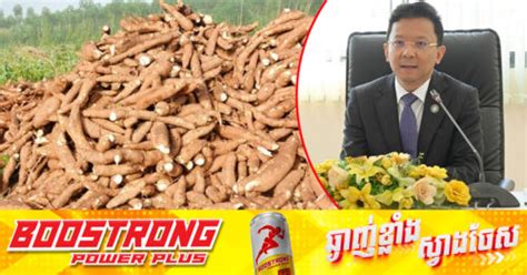 កម្ពុជានាំចេញដំឡូងមីស្រស់ ៩៥ រួមចំណែកប្រមាណ ៧២៨