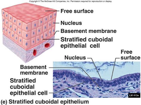 [diagram] Stratified Cuboidal Diagram Mydiagram Online