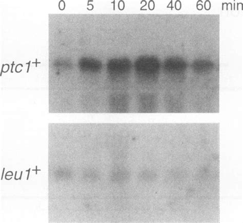 Induction Of Ptcl Mrna By Heat Shock Wild Type S Pombe Cells