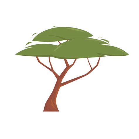 6000 Wattle Stock Illustrations Royalty Free Vector Graphics And Clip