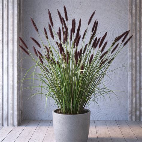 Potted Ornamental Grass 3d Model Download Grass On