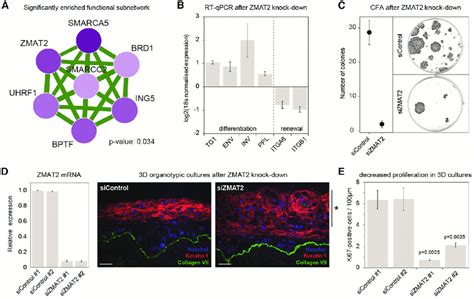bayesian network prediction reveals a functional interaction network
