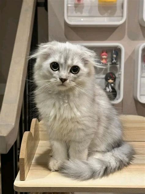 แมวสก็อตติชโฟลด์ น่ารักสุดๆ Ennxo