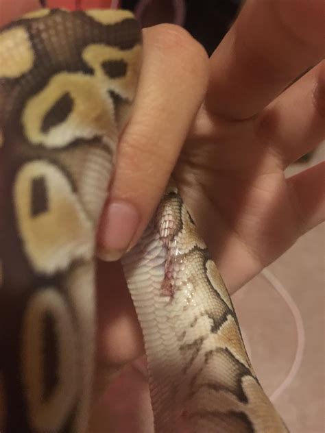 Ball Python Snagged Scales Help