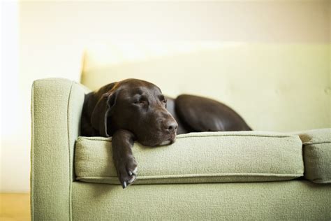 Can You Cure Separation Anxiety In Dogs