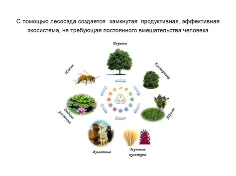 Лесосад Основные элементы системы презентация онлайн