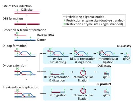 Video Detection Of Homologous Recombination Intermediates Via Proximity Ligation And