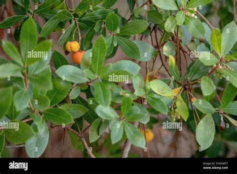 Strawberry Tree Arbutus Unedo Fruits In Various Stages Of Ripeness