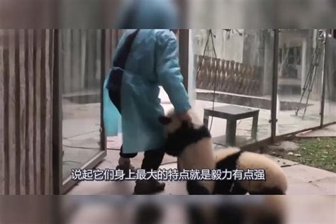 饲养员嫌弃大熊猫坐在身边，大熊猫：我可是是国宝，你注意点！大熊猫国宝