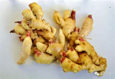 酱姜图片酱姜大山谷图库