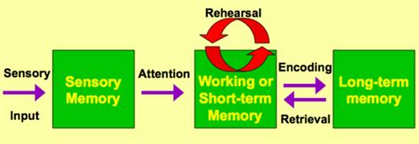 Unit 3 Intro Psych Flashcards Quizlet