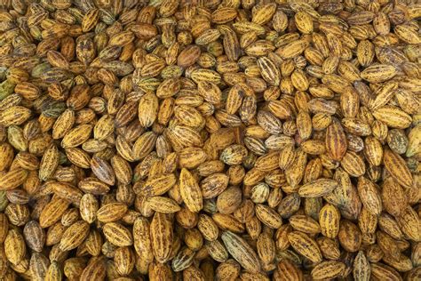 Fresh Cocoa Pod Cut Exposing Cocoa Seeds With A Cocoa Plant 47221626