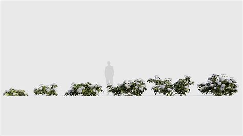 Hydrangea Macrophylla Big Leaf Hydrangea 01 3d Model Free 3d Model For Design