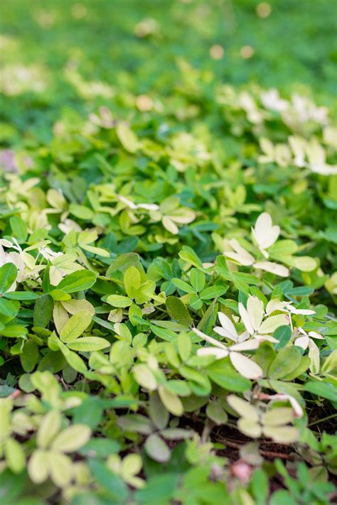 Grass Plants Ivy Free Photo On Pixabay