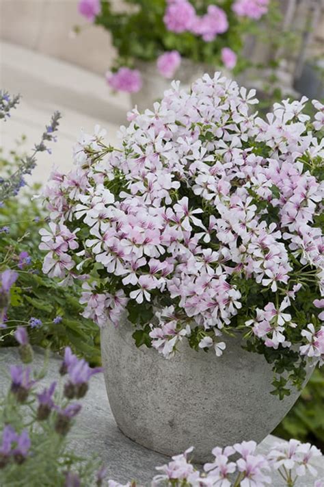 Géranium pélargonium lierre simple, roi des balcons - Jardiland