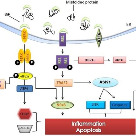 Sustained Er Stress Leads To Pro Apoptotic Signaling And Cell Death