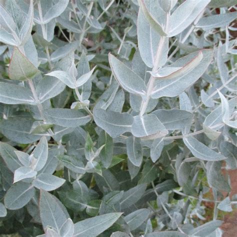 Plants Eventually Outgrow Juvenile Foliage Canyon News