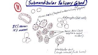 Histology Histology Of Mouth Pharynx Oesophagus Stomach Duodenum