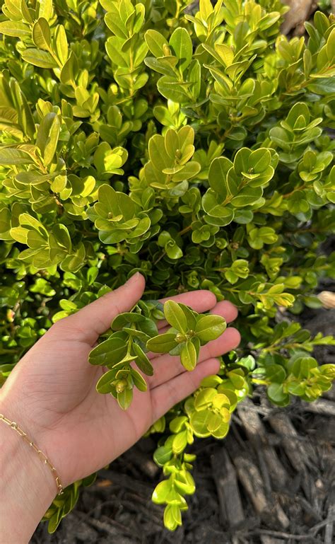Boxwood Care And Growing Tips Room For Tuesday