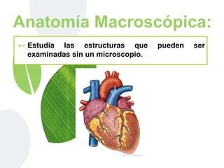 Introducción anatomía humana PPT