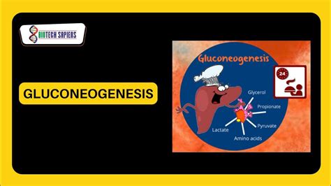 Gluconeogenesis Pathway Glucogenic And Ketogenic Amino Acids Youtube