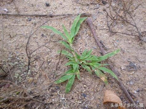 農村這種「惡草」，喜歡粘人身上，農民見了就煩 每日頭條