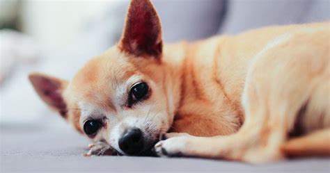 【神経科担当獣医師解説】犬のてんかん｜痙攣の原因・症状・治療法・対処法 ペトコト（petokoto）