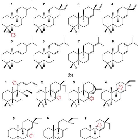 First Examples Of Cyp Promiscuity Reported In The Diterpenoid Download Scientific Diagram