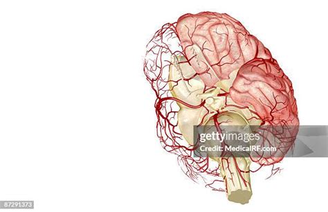 Cerebral Arterial Circle Photos And Premium High Res Pictures Getty