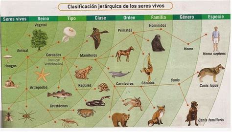 Clasificación De Los Seres Vivos