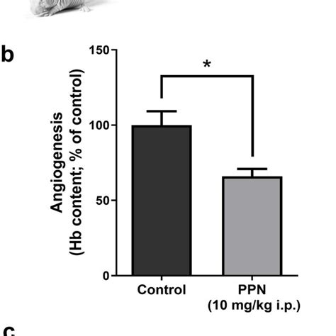 Propranolol Treatment Inhibits Osteosarcoma Driven Angiogenesis Impact