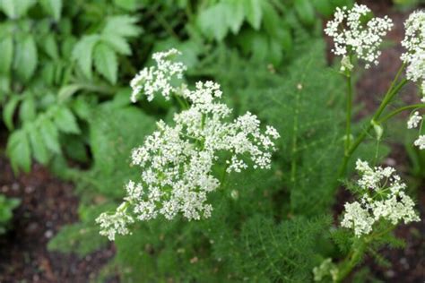 Basilicum Verzorgen Water Geven Bemesten En Correct Snoeien Agri World