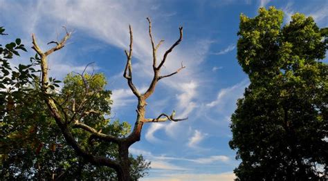 Trees Grass Sky Wallpaper HD Nature K Wallpapers Images And Background Wallpapers Den