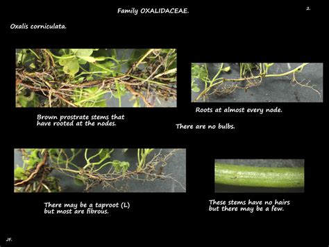 Oxalis Corniculata Botany Brisbane