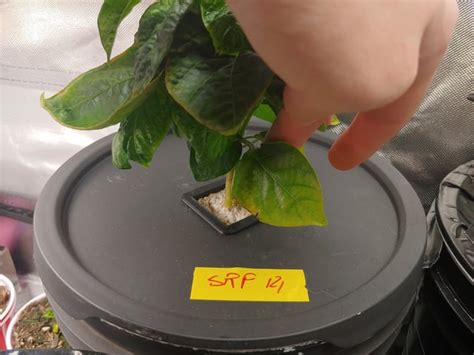 Pepper Plant Leaves Yellowing Rhydro