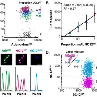 Binary Labelling Of AdV Antibody Complexes A AdV Particles Were Download Scientific Diagram