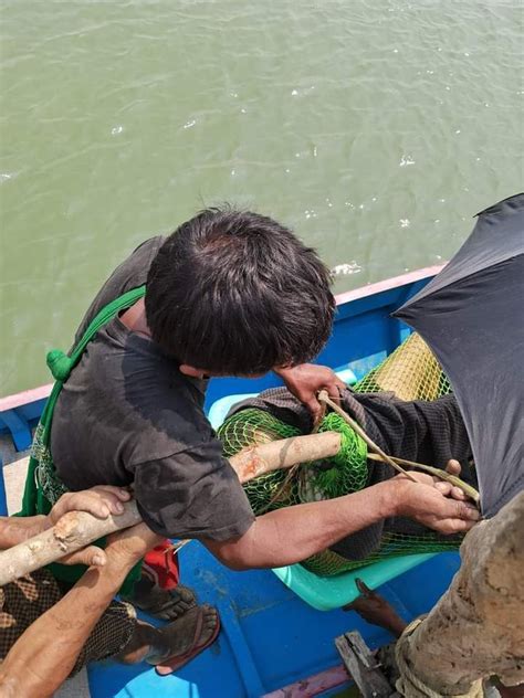 တောင်သို့ သစ်ခွတ်လားစဉ် ဝက်ဝံကိုက်ခံရ၍ ရသေ့ တောင်ဒေသခံတယောက် ပြင်းထန် ဒဏ်ရာရ Arakan Princess Media