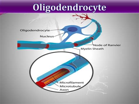 Nervous System Ppt Ppt