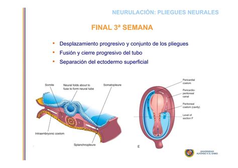 EmbriologÍatema 6derivados Delectodermosul3bonue4nΣuniversidadalfonso