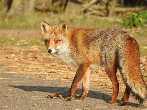 Fox Pest Control Geelong Treatment Removal Inspection