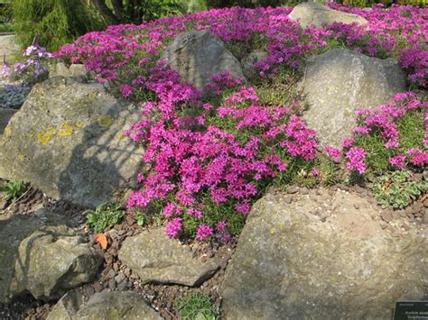 Phlox Temiskaming Borstelvlambloem Kruipende Vlambloem