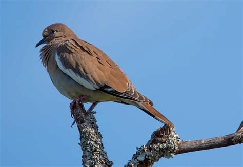 White Winged Dove