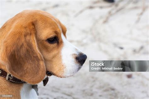 귀여운 색 비글 강아지 슬픈 모습 소유자를 기다리고 있습니다 가축에 대한 스톡 사진 및 기타 이미지 가축 갈색 강아지