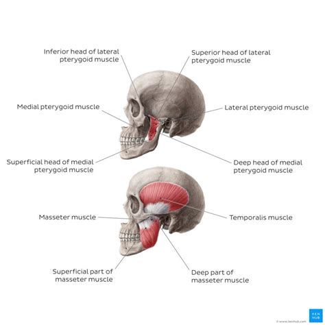Muscles Of Mastication Physiopedia Sleep Bruxism Myofascial Pain