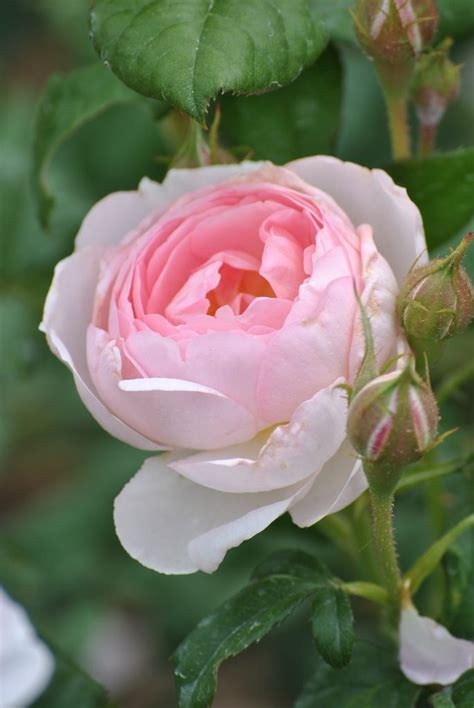 Pink Cabbage Rose Rose Cabbage Roses Flower Photos