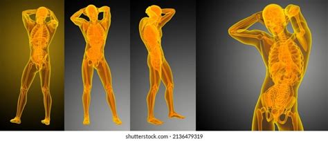 Semimembranosus Muscle Anatomy Medical Concept 3d Stock Illustration